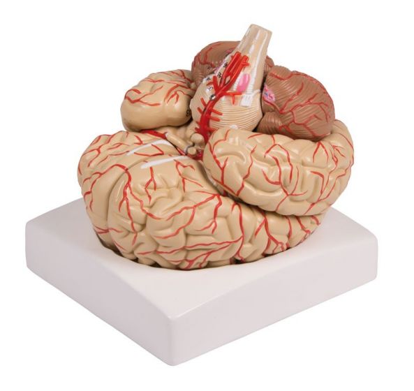 Modello anatomico di cervello con arterie in 9 parti C220 Erler Zimmer ...