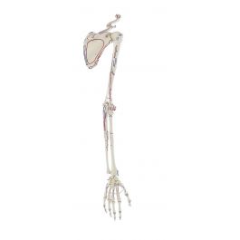 Scheletro braccio con cintura scapolare e marcaggio muscolare a 159,00