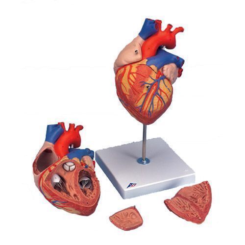 Modello del Cuore, ingrandito 2 volte, in 4 parti G12 a 392,84