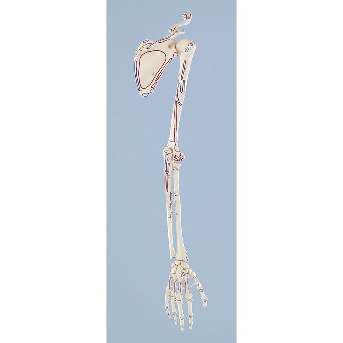 Scheletro braccio con cintura scapolare e marcaggio muscolare a 87.3