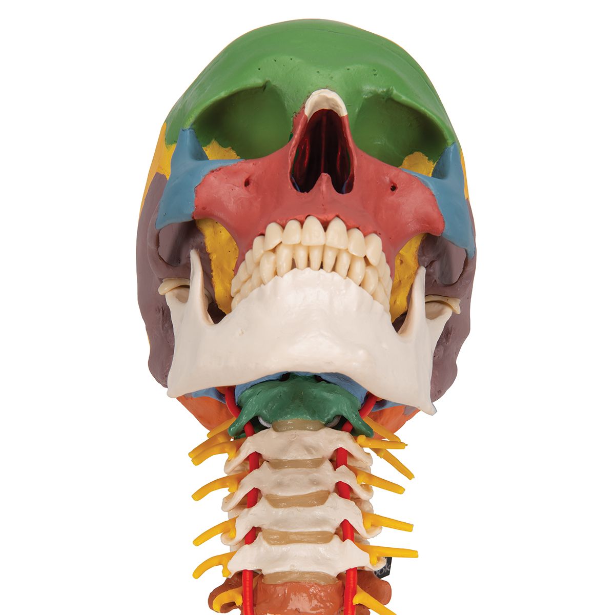 Modello didattico del cranio, su vertebre cervicali A20/2 a 452,62