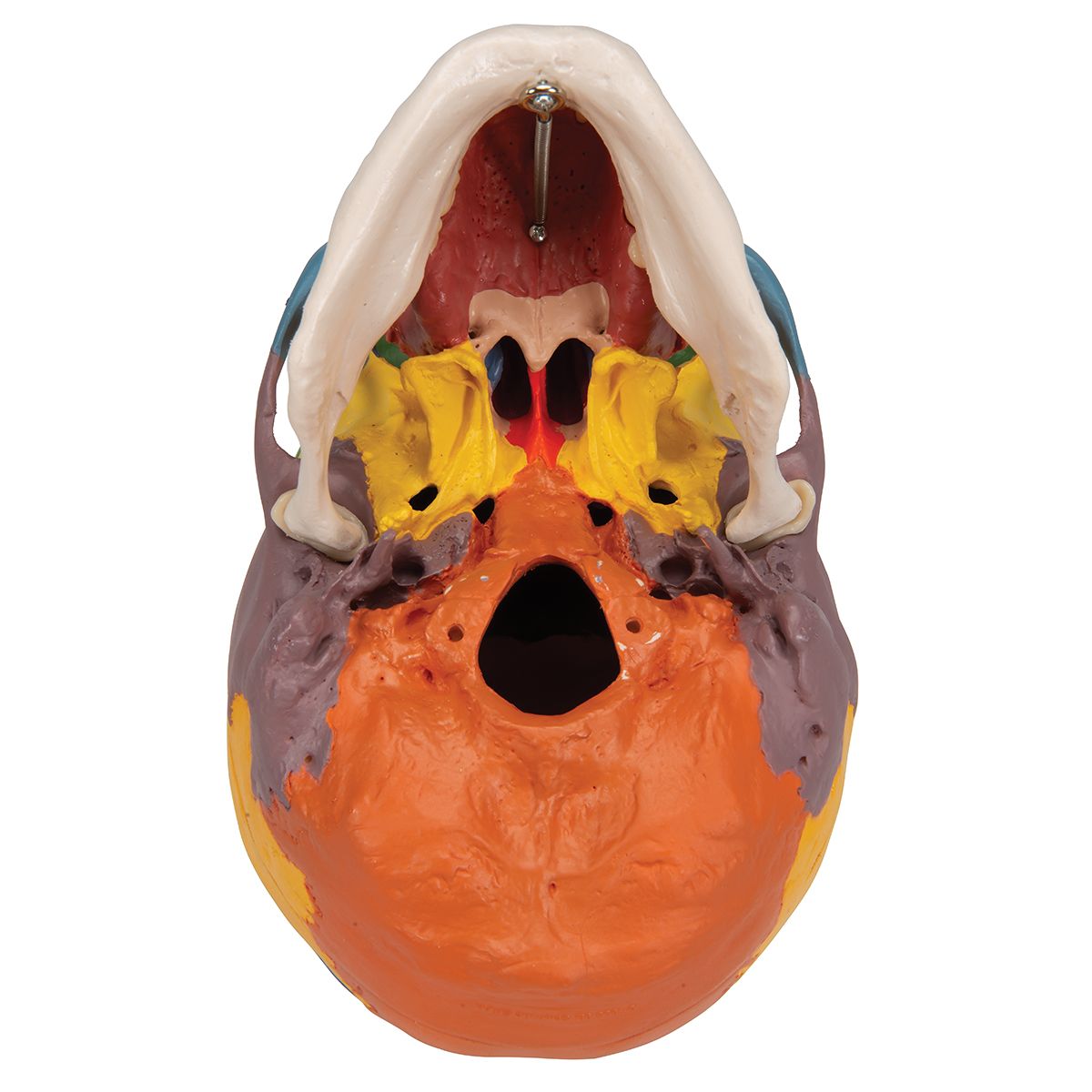 Modello didattico del cranio, su vertebre cervicali A20/2 a 452,62