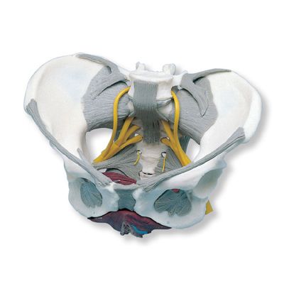 Scheletro di bacino femminile con legamenti, nervi e muscoli a 443,84