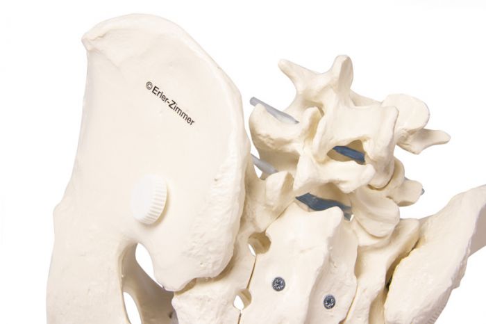 Modello anatomico del bacino con osso sacro maschile 4052 Erler Zimmer ...